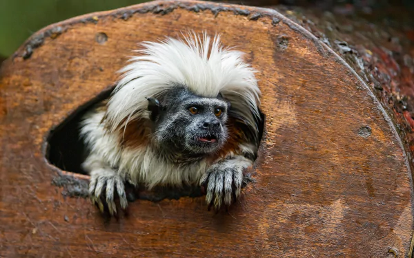 Tamarin 4k Wallpapers