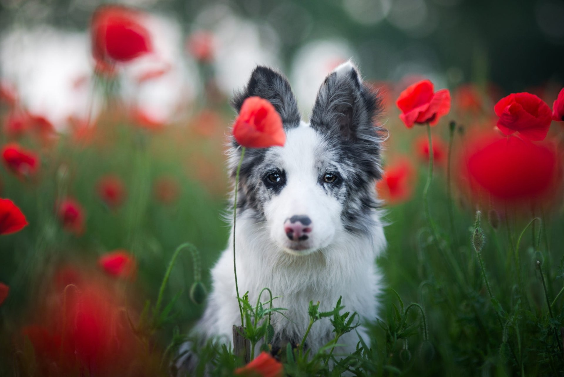 Download Poppy Puppy Baby Animal Dog Animal Australian Shepherd HD ...