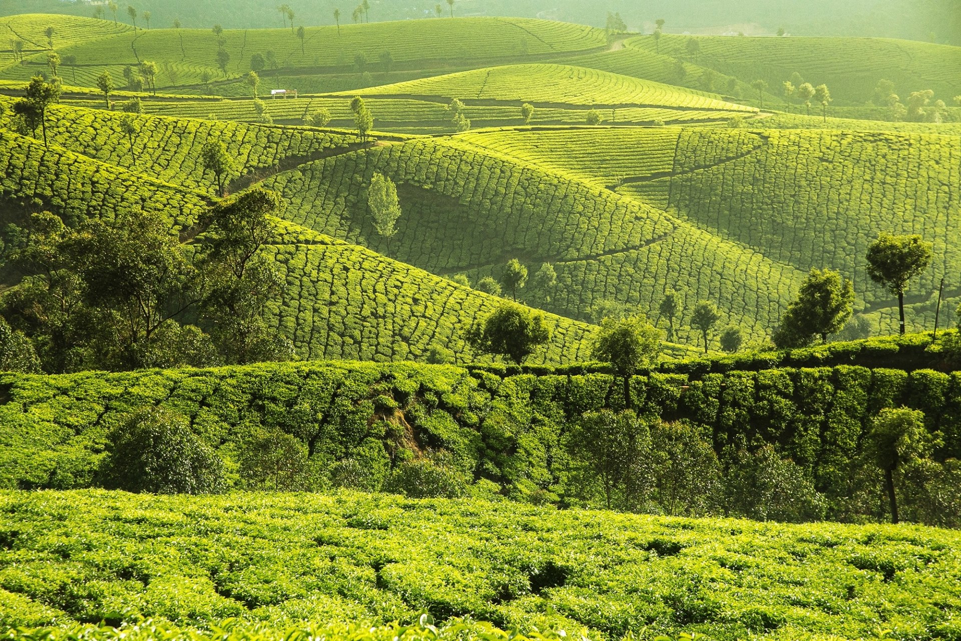 Download Greenery Nature Man Made Tea Plantation HD Wallpaper