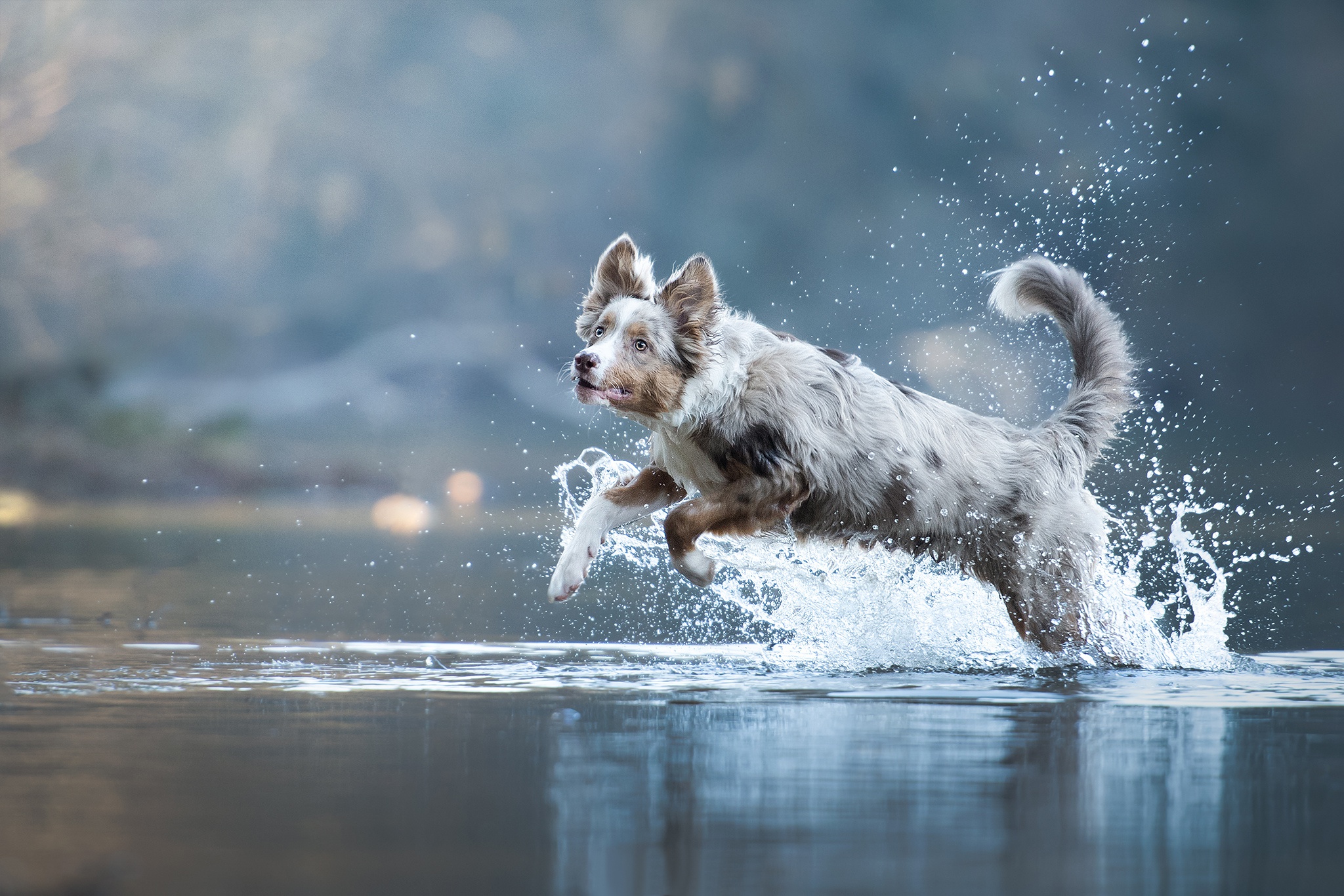 Download Water Splash Dog Animal Australian Shepherd HD Wallpaper