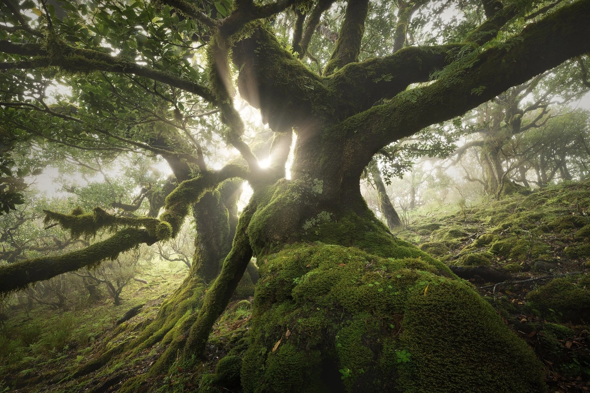 Download Sunbeam Moss Nature Tree HD Wallpaper